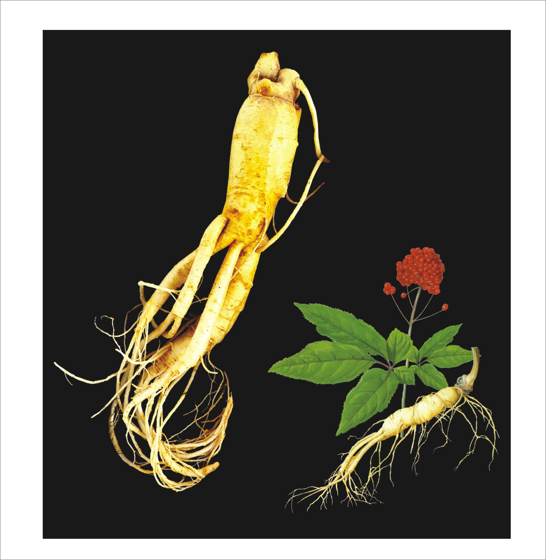 Chinese changbai mountain White ginseng Root slice | seedk.com Plant ...
