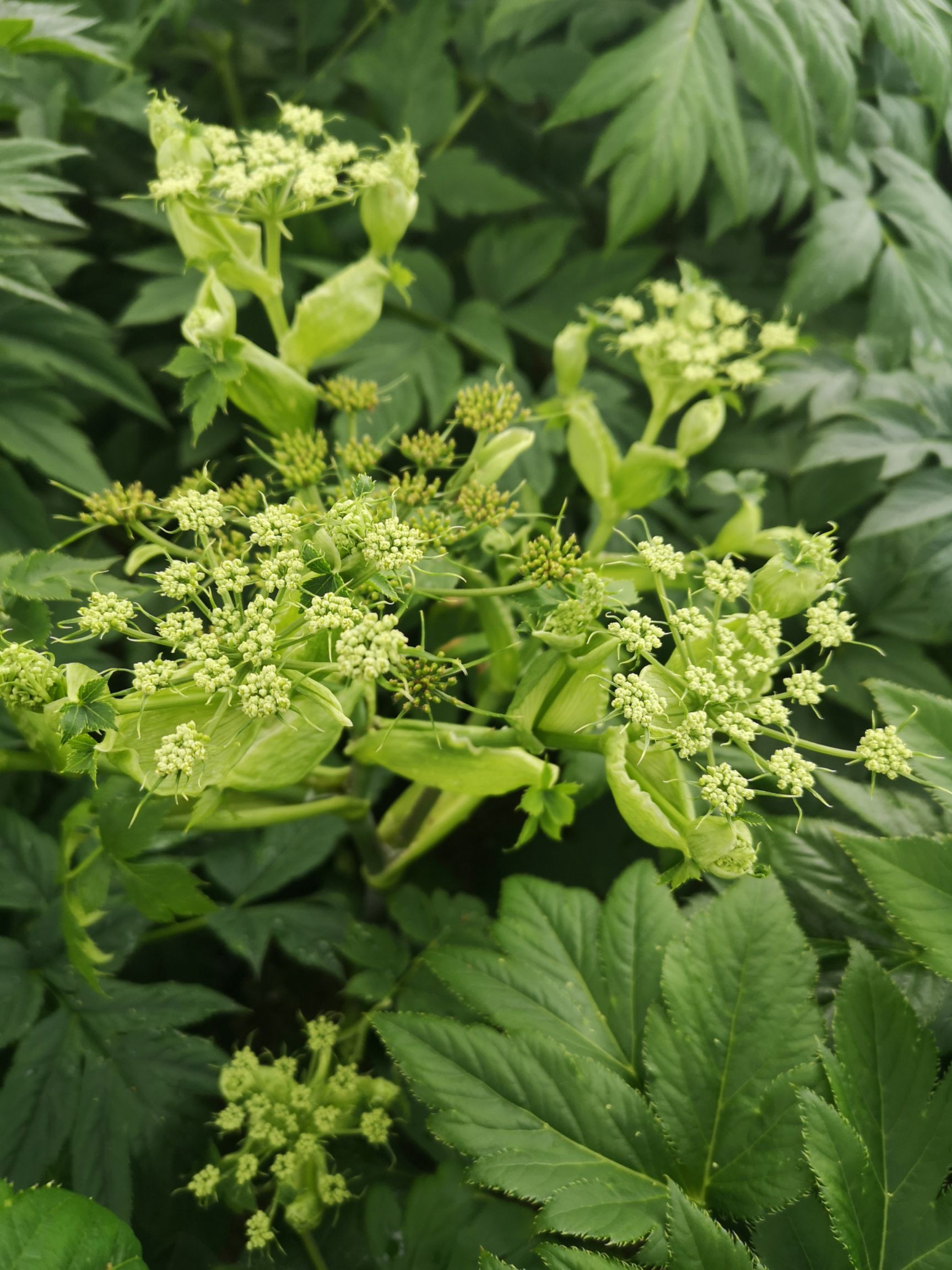 Ashitaba seed Angelica keiskei seed | seedk.com Plant seeds,Alive roots ...